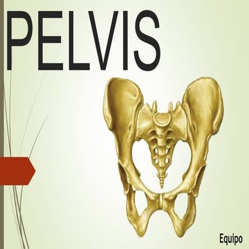 PELVIS.pptx