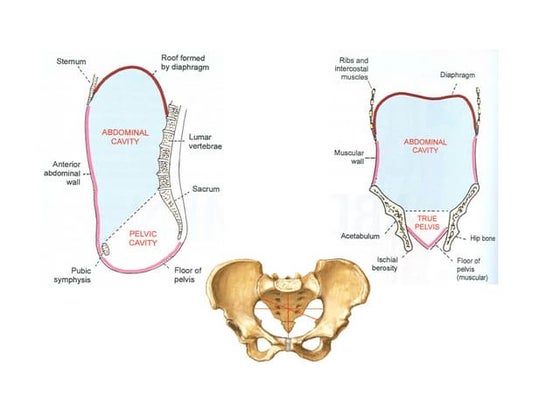 VARIETIES OF PELVIS AND SHAPES OF PELVIS | PPT