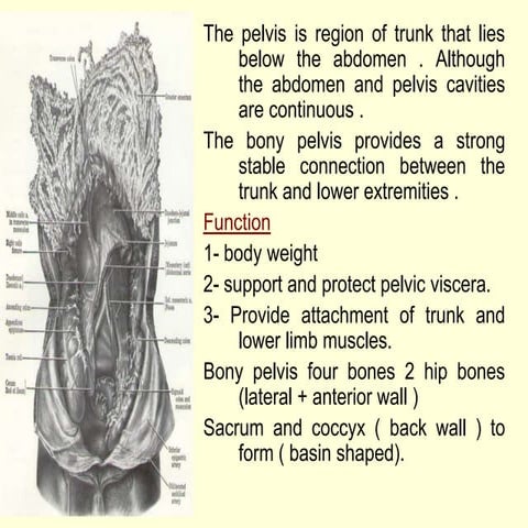 pelvis 1.pptx
