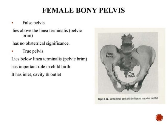 Anatomy of the bony pelvis With all types | PPT