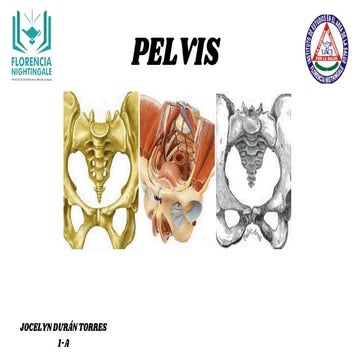Anatomía de la pelvis femenina (Obstetricia) | PPTX