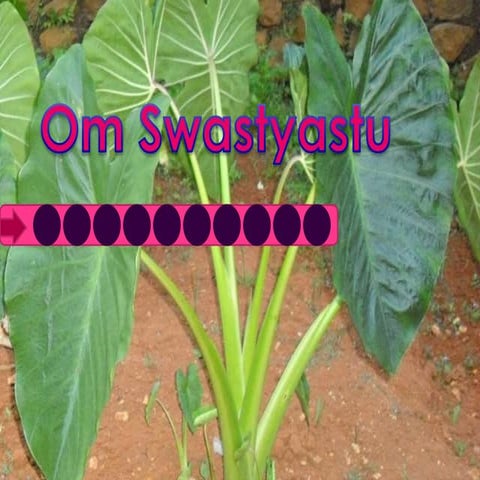 Pemanfaatan talas sebagai tepung dan olahannya | PPTX