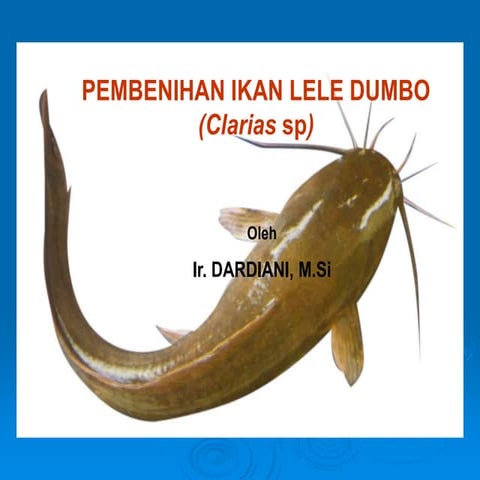 pembenihan-ikan-lele-dumbo bfrghgrhhgtppt | PPT