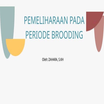 PEMELIHARAAN PADA PERIODE BROODING KLS XI | PPTX