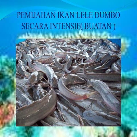 Pemijahan ikan lele dumbo secara intensif( buatan) | PPTX
