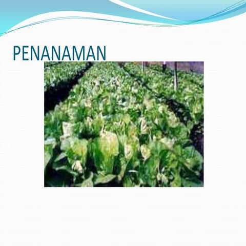 Penanaman | PPTX