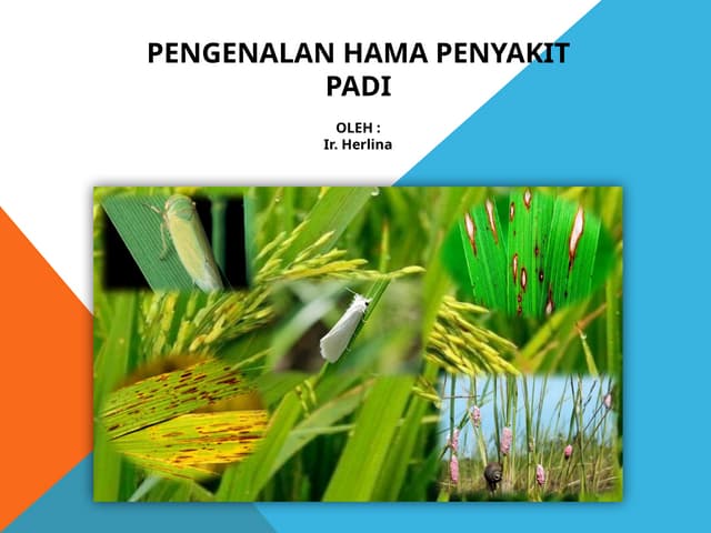 HAMA PENYAKIT MA.pptx