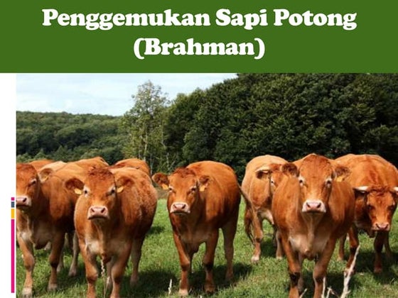 Pemasaran hasil produksi peternakan | PPT