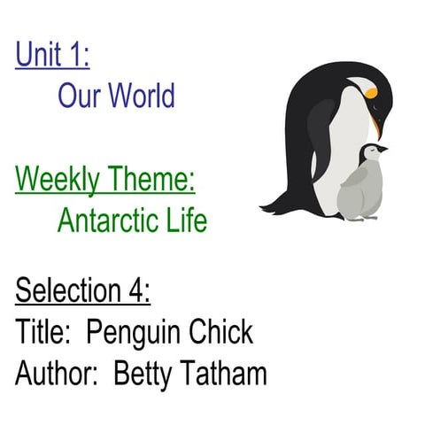 Penguin Chick Focus Wall | PPT