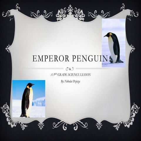 Penguin presentation | PPTX