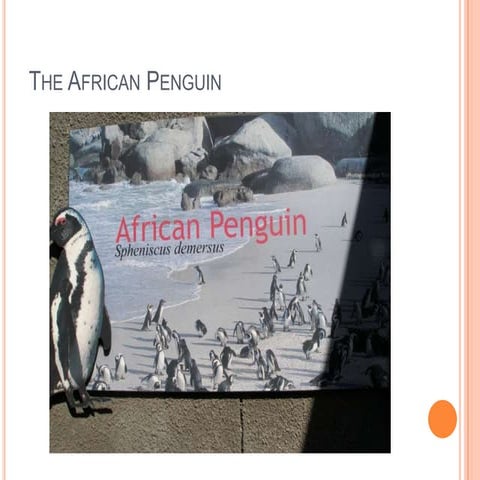 Penguins | PPTX