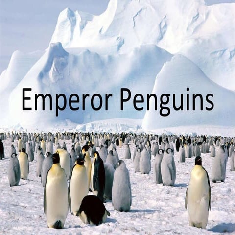 Thermoregulatory adaptions in penguins | PPTX