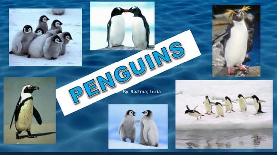 Penguins | PPT