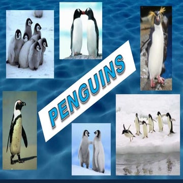 Penguins | PPTX