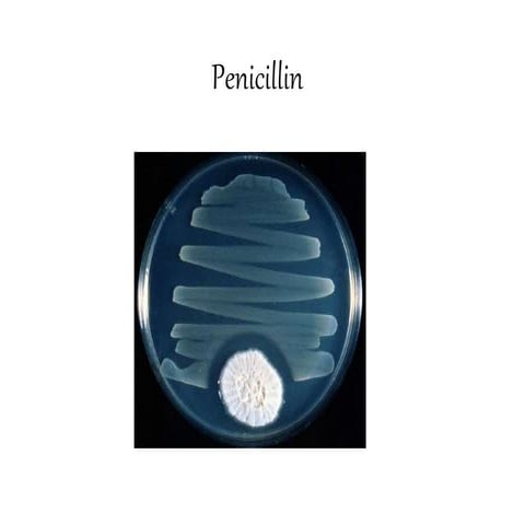 Penicillin.ppt