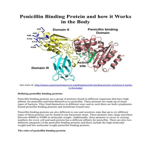 Penicillin binding protein and how it works in the body | PDF