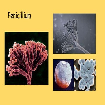 Penicillium ppt | PPTX