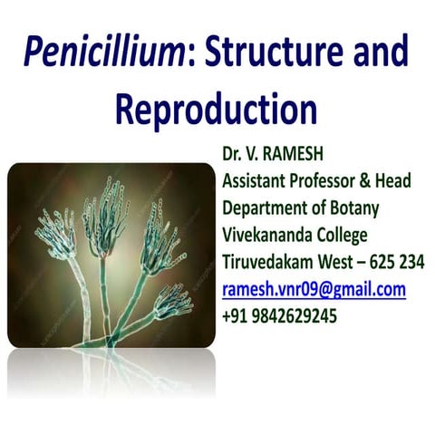 Penicillium structure and reproduction | PPT