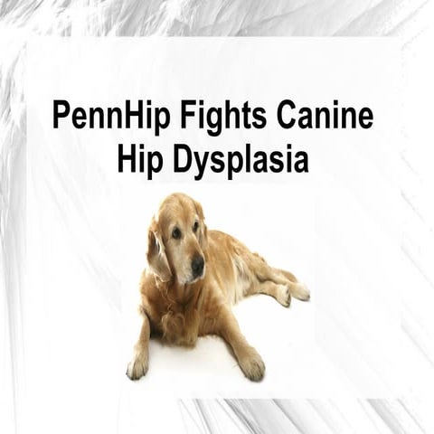 PennHip Fights Canine Hip Dysplasia | PPT