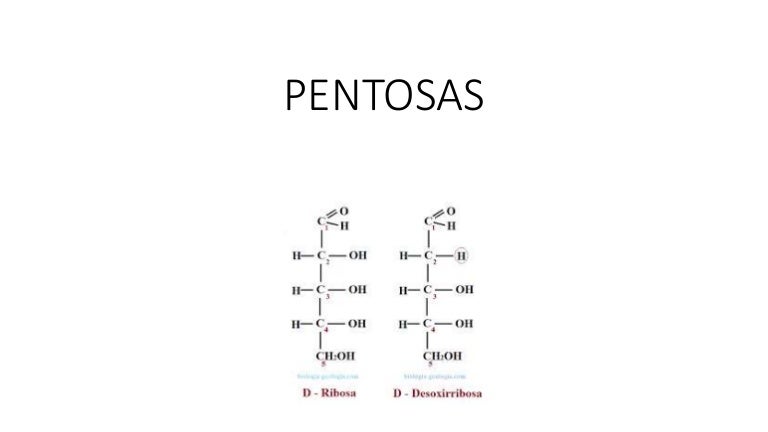 Pentosas