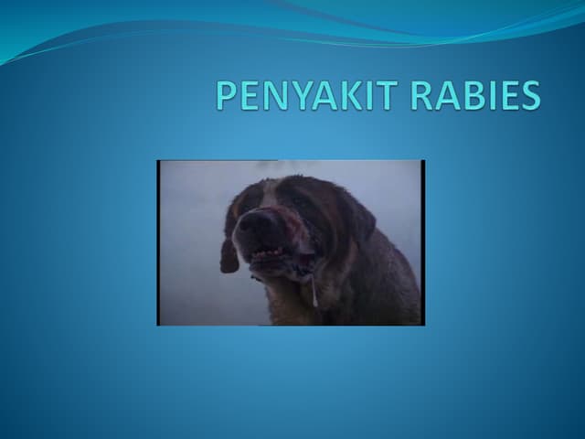 Rabies | PPTX