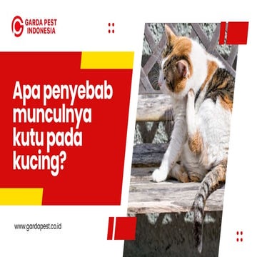 PENYEBAB MUNCULNYA KUTU PADA KUCING | HP 0857-4789-0221 | JASA PEMBASMI ...