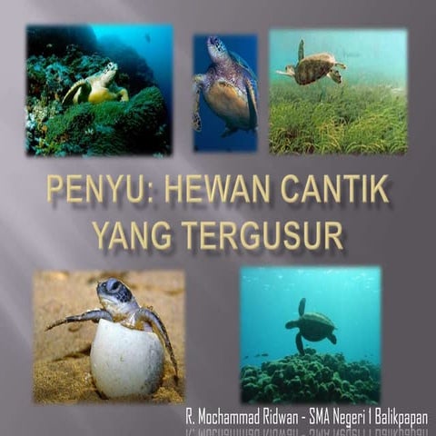 Penyu | PPTX