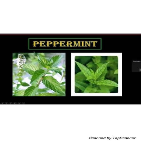 Peppermint | PDF