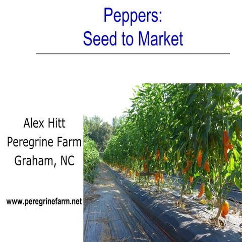 Peppers seed to market | PPT