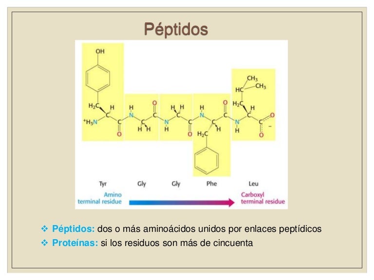 Peptidos