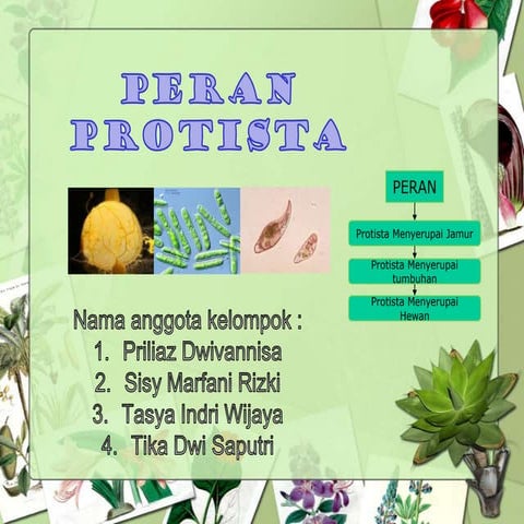 Peran protista | PPTX