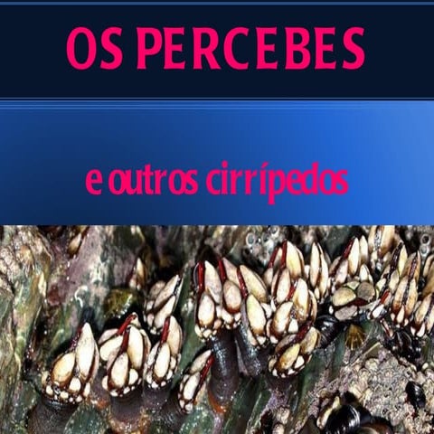 Percebes, arneiróns e outros cirrípedos | PPS