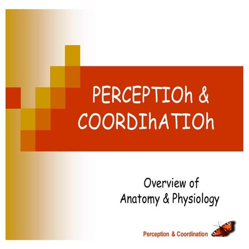 Perception and Coordination | DOCX