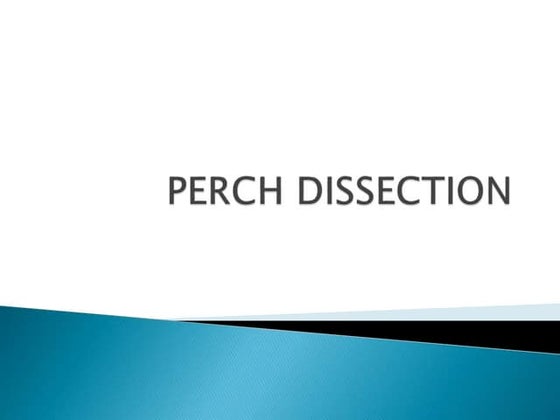 Mammal Heart Dissection | PPT
