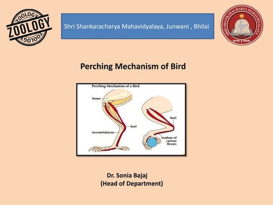 Beak and feet modification in birds | PPT