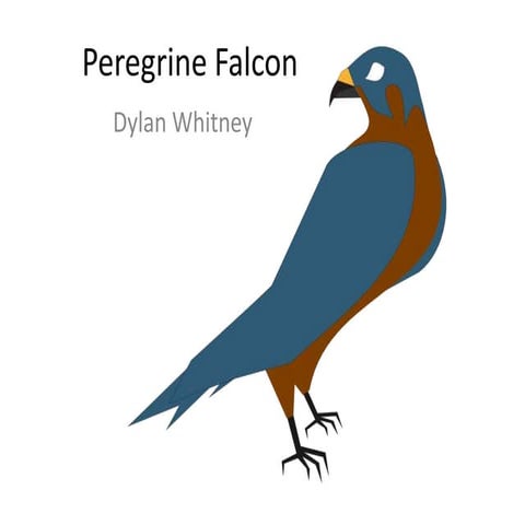 Peregrine falcon | PPTX