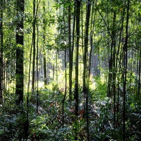 PERHUTANAN GEOGRAFI STPM PENGGAL 2 | PPTX