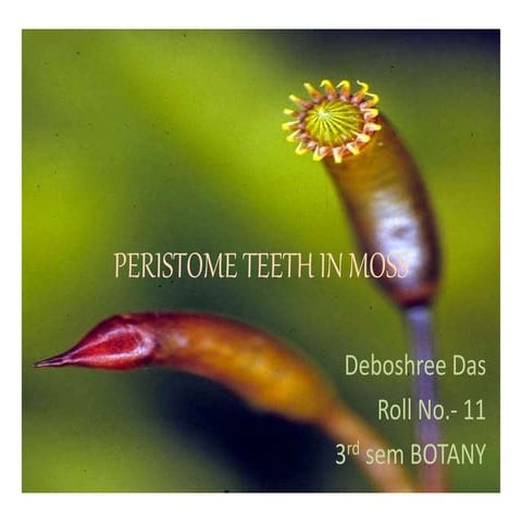 Peristome teeth in moss | PPTX