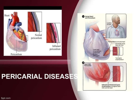 Stages of seed development | PPTX | Agriculture | Industries