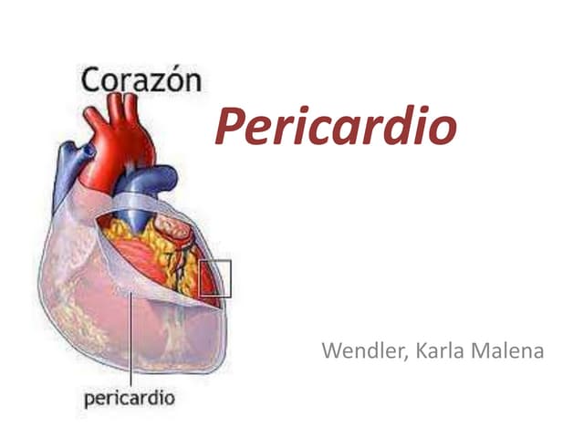 Arterias de la rodilla, morfología 1.ppt