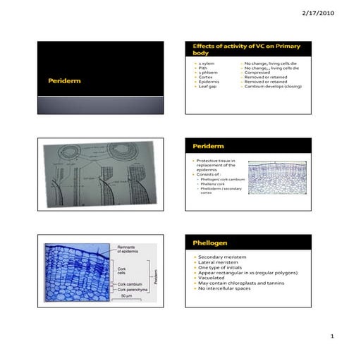 Periderm | PDF | Gardening | Home & Garden