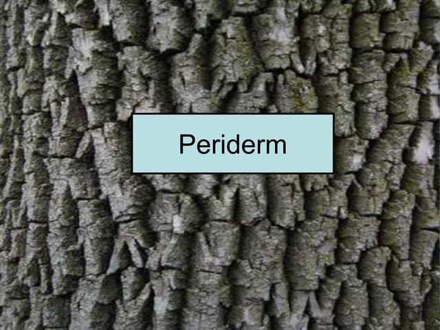 Structure, Development & Function of Periderm | PPTX