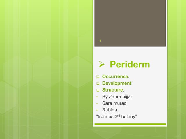 Structure, Development & Function of Periderm | PPTX
