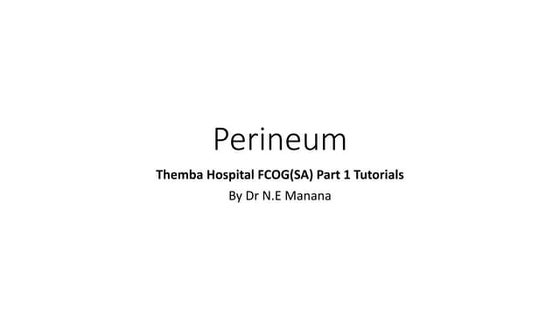 anatomy of Perineum urogenital triangle | PDF