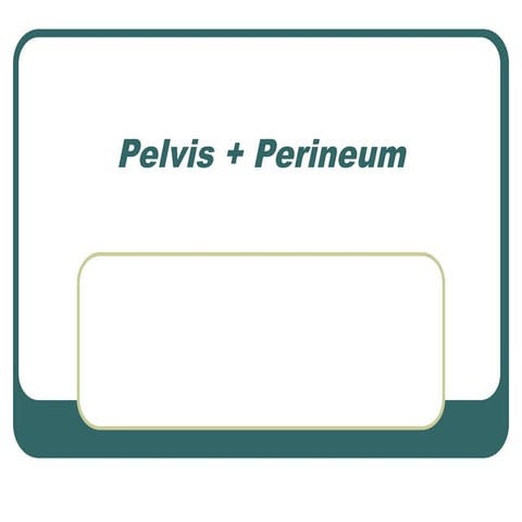 Anatomy of perineum | PPT