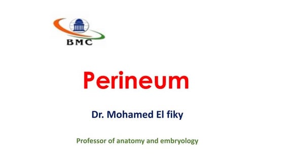 anatomy of Urinary bladder | PPT