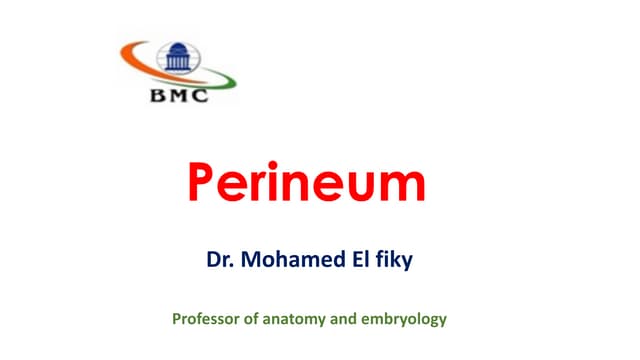 Perineum | PDF
