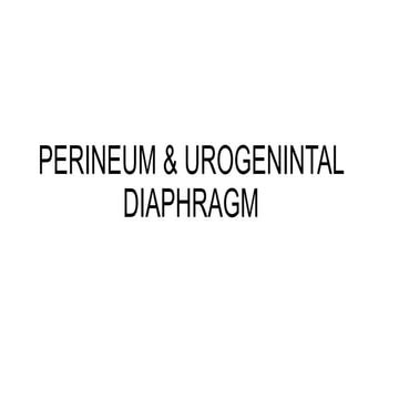 Perineum | PDF