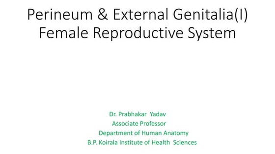 anatomy of Perineum urogenital triangle | PDF