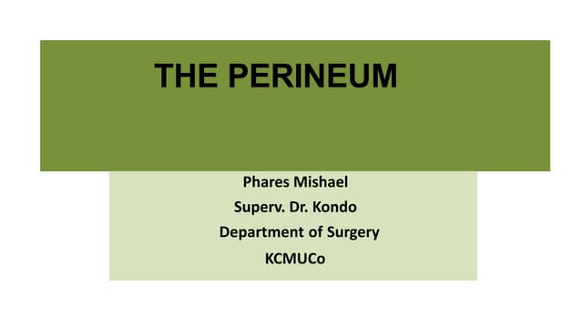 Perineum | PDF